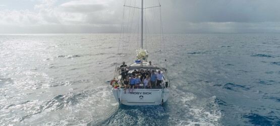 Het Eiland | Woestijnvis